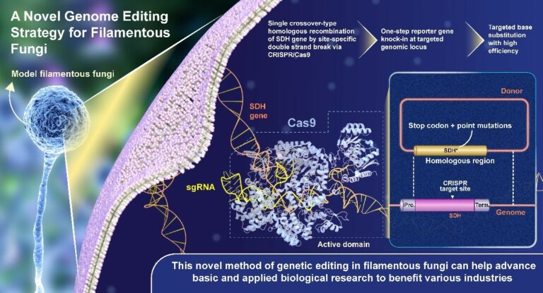 Cara Membuat Graphical Abstract: Contoh Graphical Abstract | Editage ...